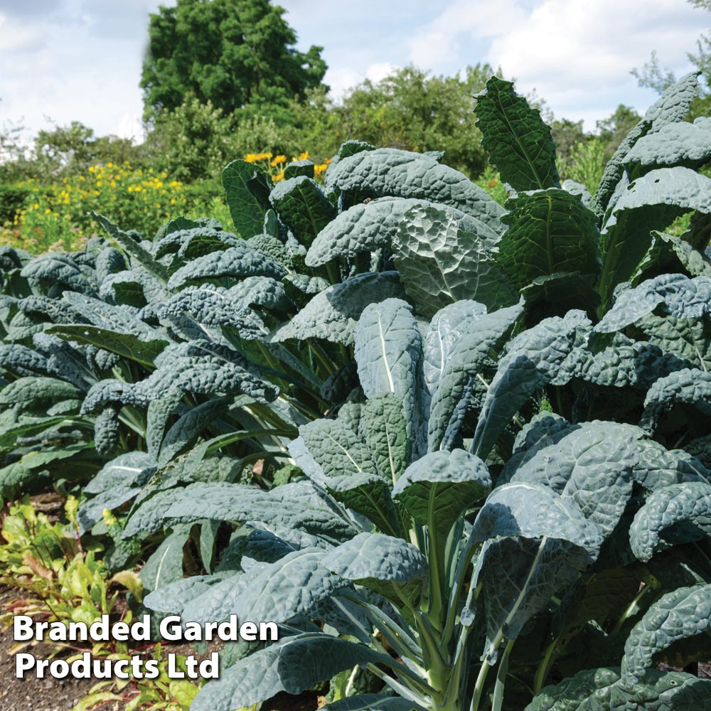Kale 'Nero Di Toscano' (Organic) - Seeds | Suttons