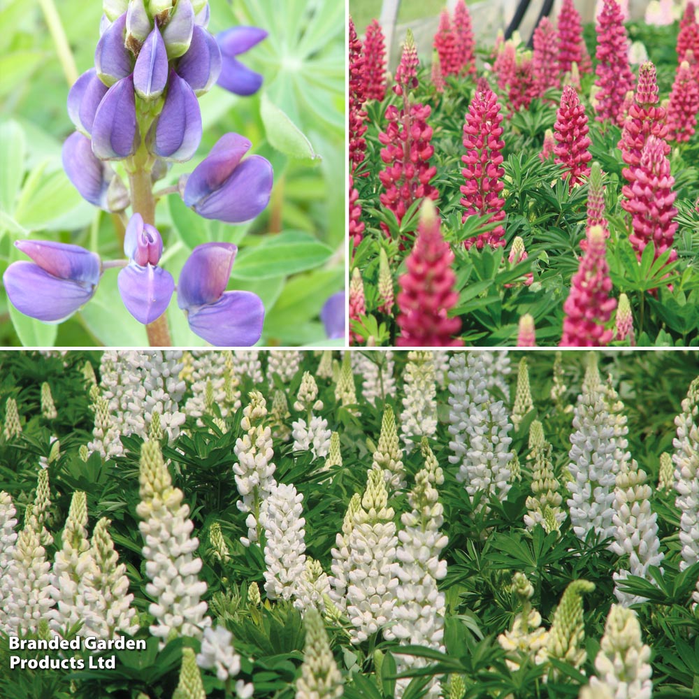 Lupin Gallery Collection