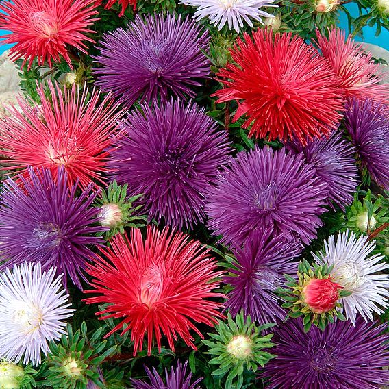 Aster Plants - Starlight Mixed | Suttons