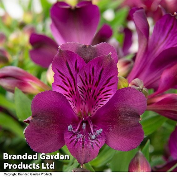 Alstroemeria 'Inticancha Paraiso' | Suttons