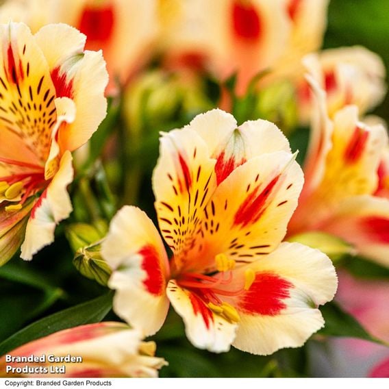 Alstroemeria 'Inticancha Sunset'