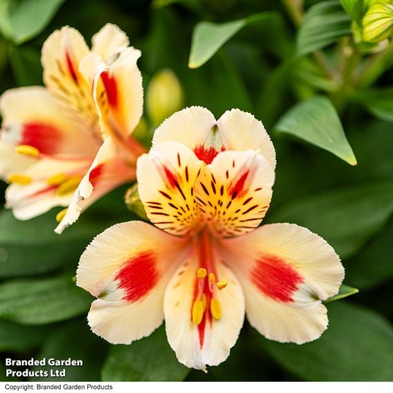 Alstroemeria 'Inticancha Sunset'