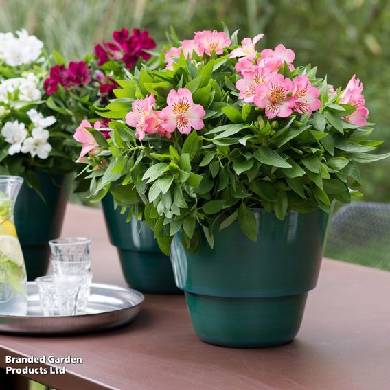 Alstroemeria 'Inticancha Sunshine'
