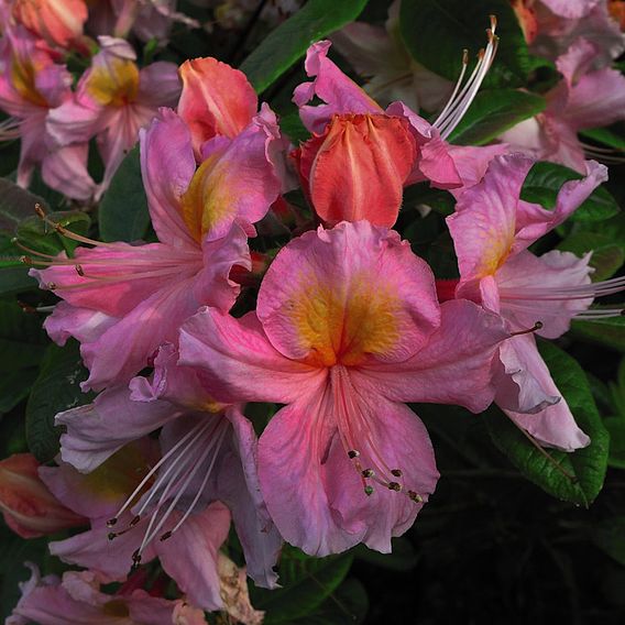 Azalea - Berry Rose | Suttons