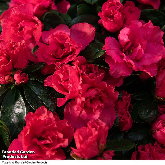 Christmas Azalea Tree - Gift | Suttons