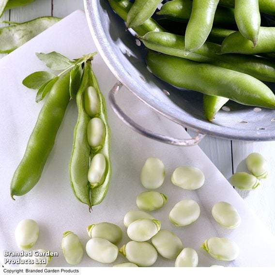 Broad Bean 'Statissa' - Gourmet Veg Seeds