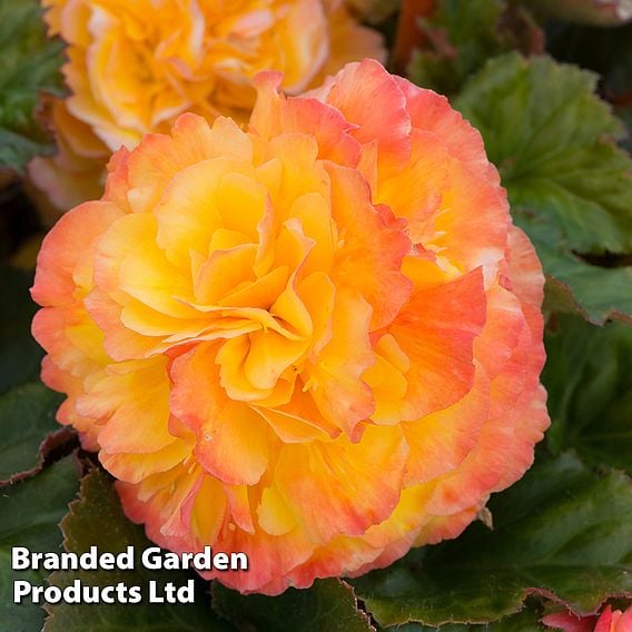 Begonia 'Majestic New Sunburst Mixed'