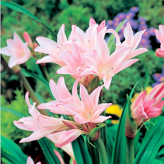 Amarcrinum howardii | Suttons