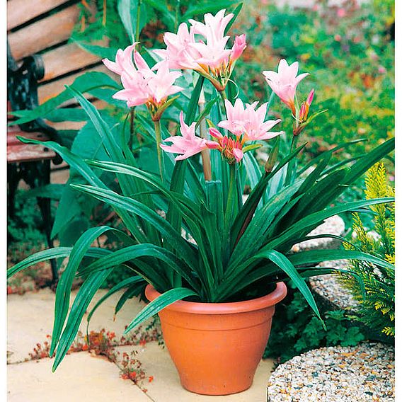 Amarcrinum howardii | Suttons