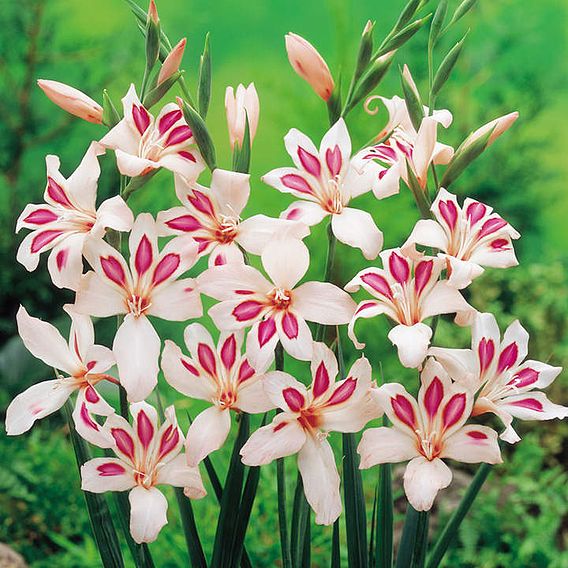 Gladiolus Nanus Corms - Impressive | Suttons