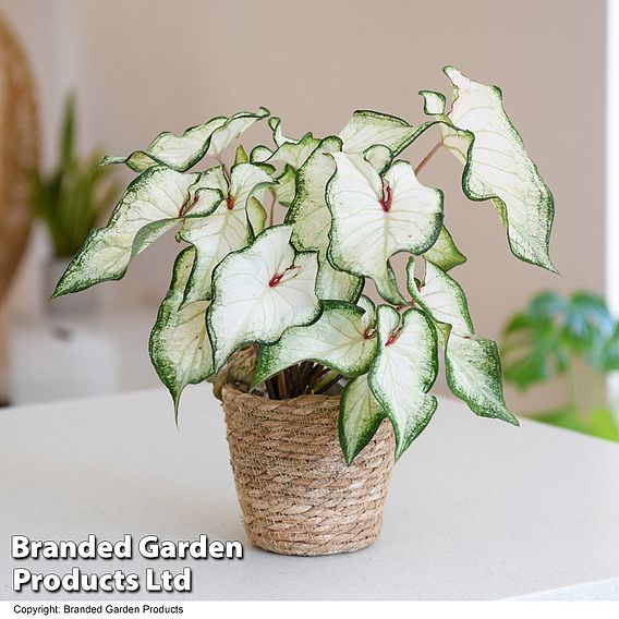 Caladium Heart to Heart® 'White Wonder' | Suttons