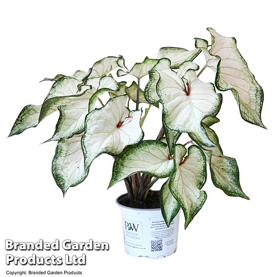 Caladium Heart to Heart® 'White Wonder' | Suttons