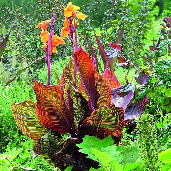 Canna Tropicanna Trio | Suttons