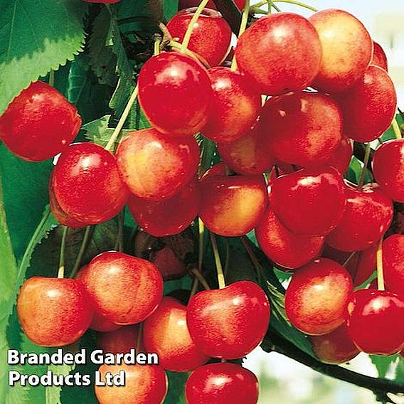 Cherry 'Bigarreau Napolean' | Suttons