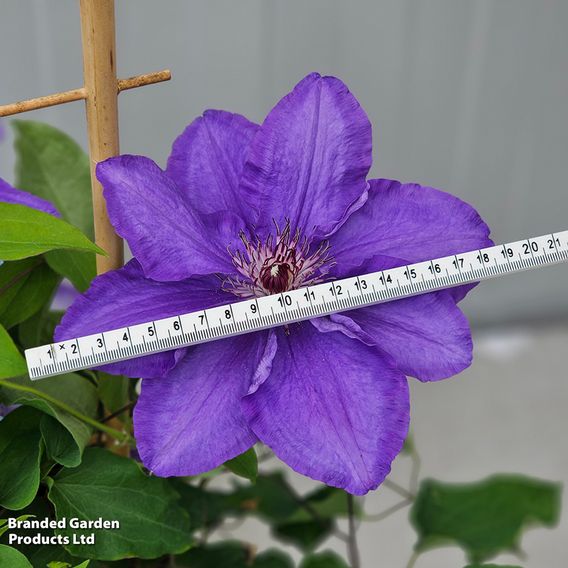 Clematis 'Lindsay'™