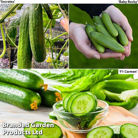 Grafted Cucumber Collection | Suttons