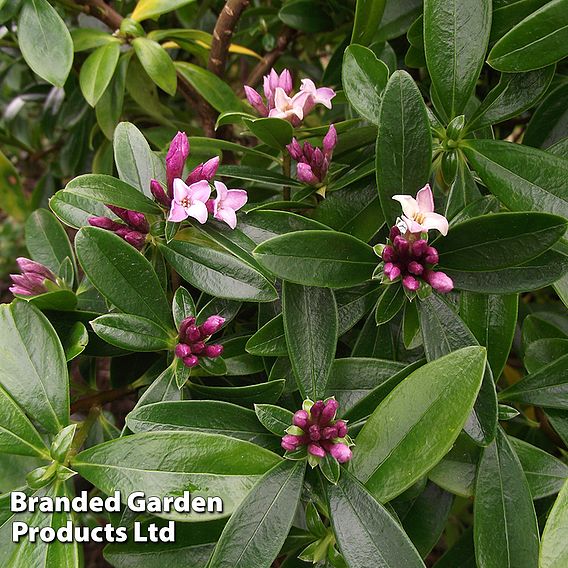 Daphne odora 'Sweet Amethyst' | Suttons