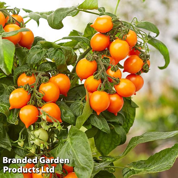 Tomato 'Dora Orange' | Suttons