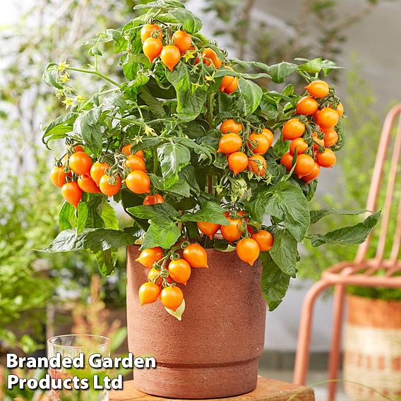 Tomato 'Dora Orange' | Suttons