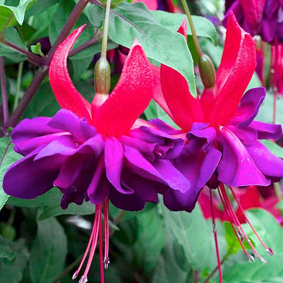 Fuchsia Plants - Giant Double-flowered Trailing Collection | Suttons