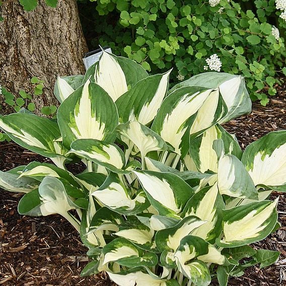 Hosta Plant - Fire and Ice | Suttons
