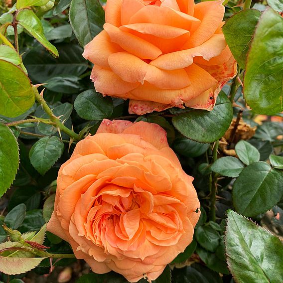Rose Scent From Heaven Suttons