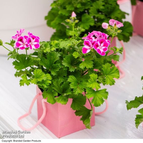 Geranium 'Pinkerbell'
