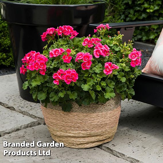 Geranium 'Pretty Little Pink Splash' | Suttons