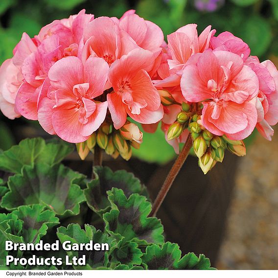 Geranium 'Grandeur Classic Salmon Picotee' | Suttons