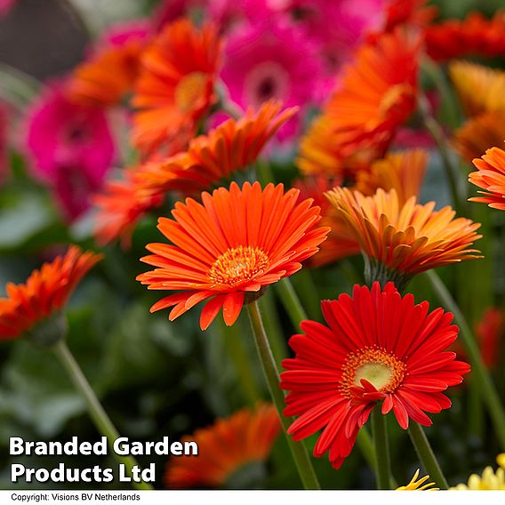 Gerbera garvinea 'Sweet Collection' | Suttons