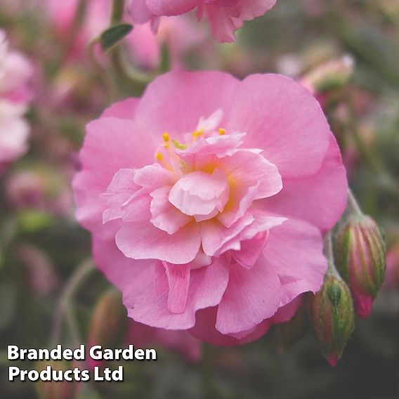 Helianthemum Pink Angel | Suttons