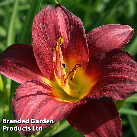 Hemerocallis 'Stella in Red' | Suttons