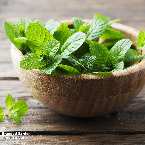 Mint