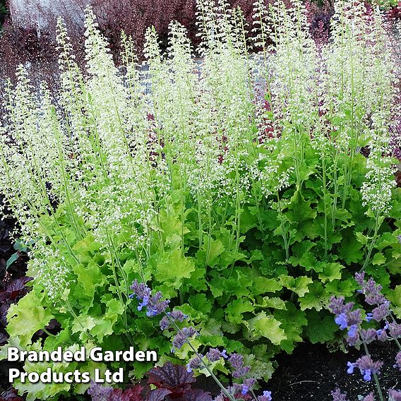 Heuchera 'Rex Lime' | Suttons