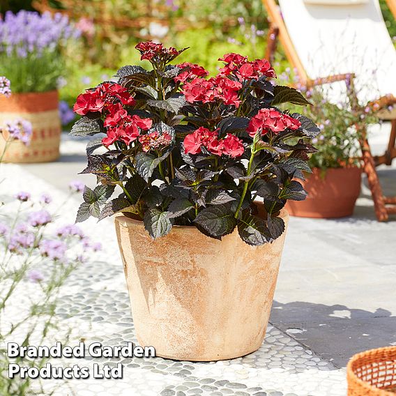 Hydrangea macrophylla x serrata 'After Midnight' | Suttons
