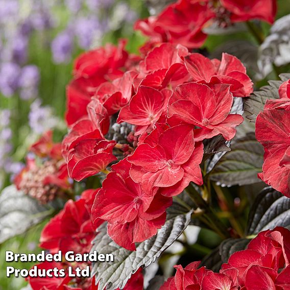 Hydrangea macrophylla x serrata 'After Midnight' | Suttons