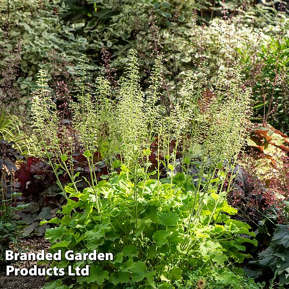 Heuchera 'Rex Lime' | Suttons