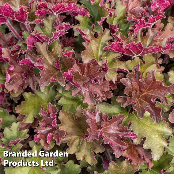 Heuchera 'Rex Red' | Suttons