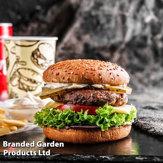 Lettuce 'Burger Leaf' | Suttons