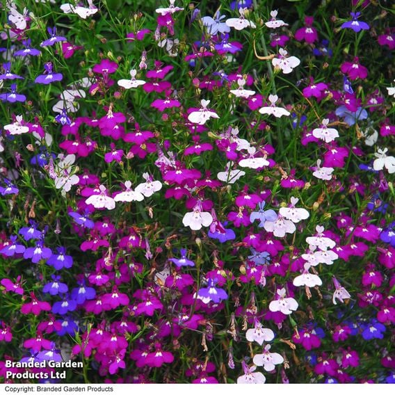 Lobelia Ultra Cascade Mixed