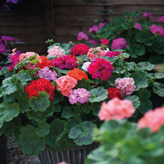 Geranium 'Jackpot Mixed' F1 Hybrid | Suttons