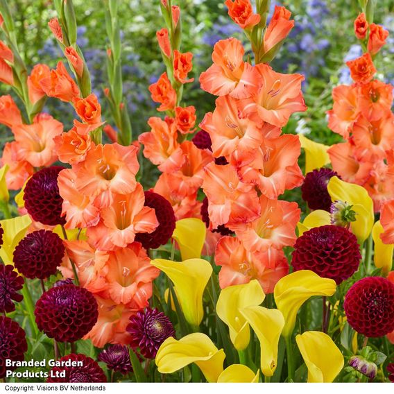 Festival Summer Bulb Blend