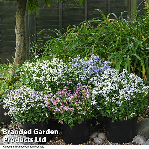 Nemesia 'Melody Collection' | Suttons