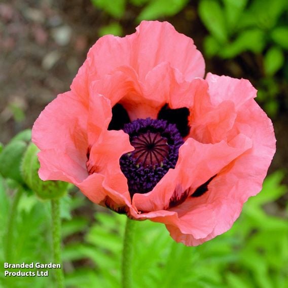 Poppy orientale 'Queen Alexandra'