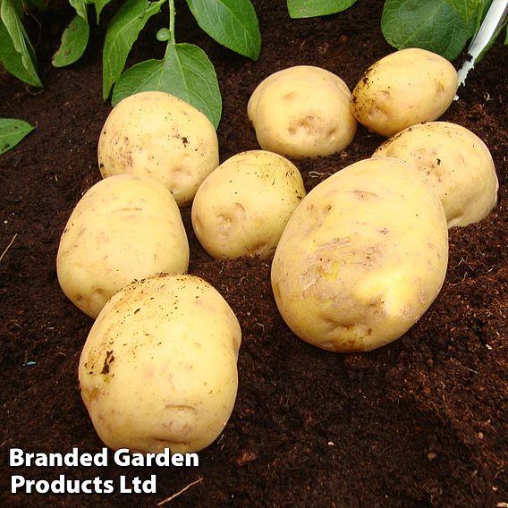 Potato 'Marfona' | Suttons