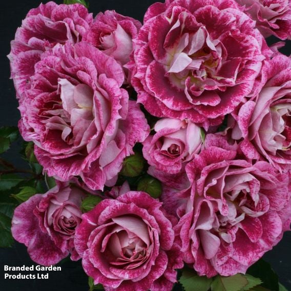 Rose 'Lets Celebrate' (Floribunda Rose)