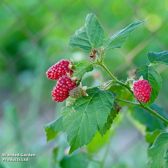 Tayberry Growers Choice