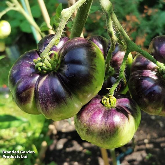 Tomato 'Blue Beauty' (Heirloom Beefsteak)