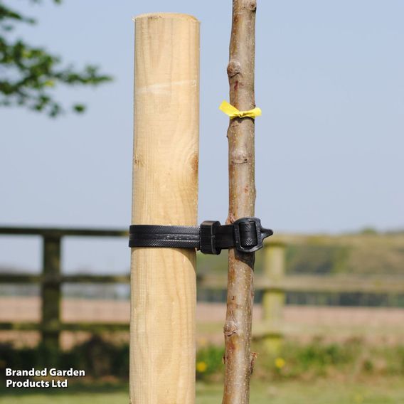Heavy Duty Buckle Tree Tie