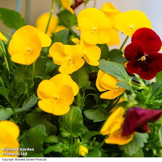 Viola 'Ruby & Gold Mix'